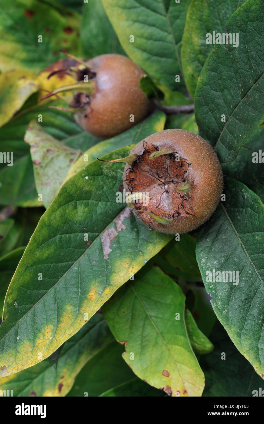 Common Medlar (Mespilus germanica) showing fruit / pomes Stock Photo ...