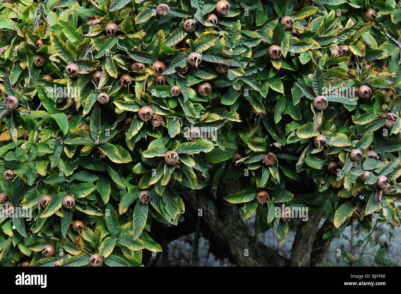 Common Medlar (Mespilus germanica) showing fruit / pomes Stock Photo ...