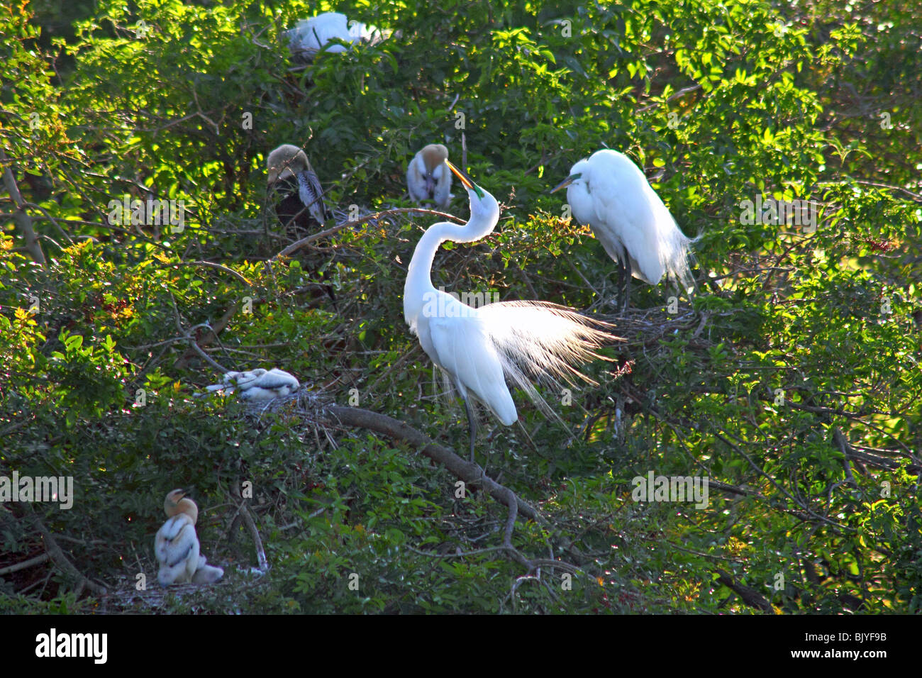 a Great Egret mating display at the Venice heronry in Venice Florida ...