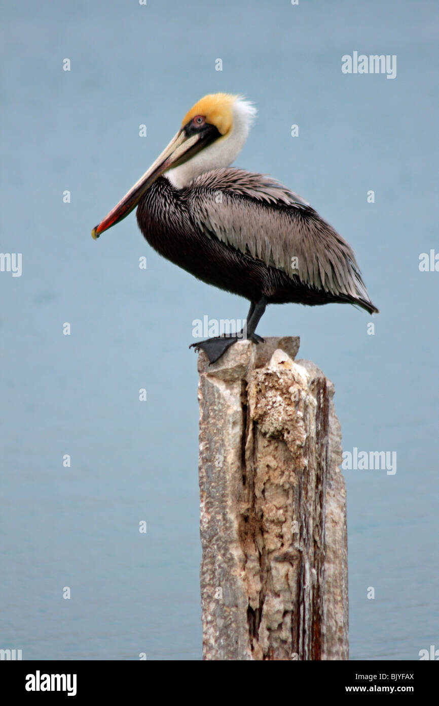 a Brown Pelican on a post in Florida USA Stock Photo - Alamy