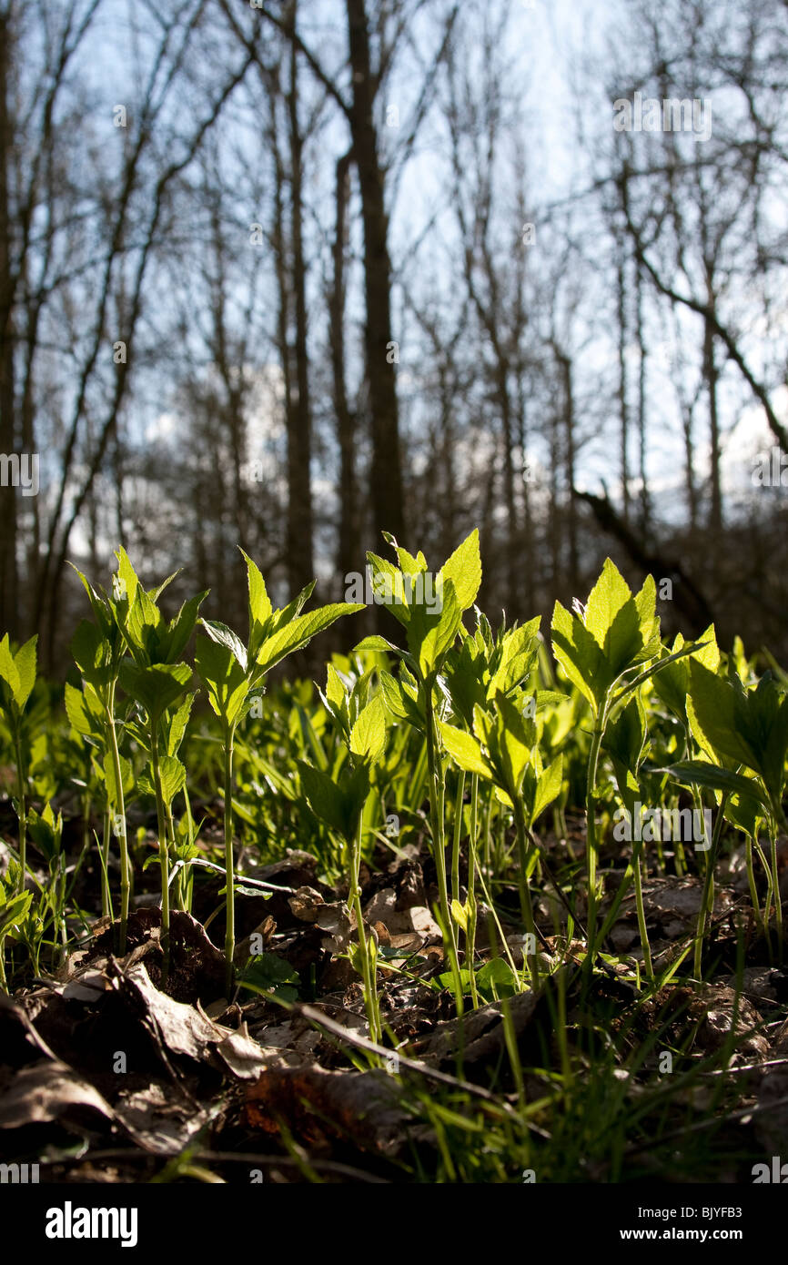 Forest sunlight sapling hi-res stock photography and images - Alamy
