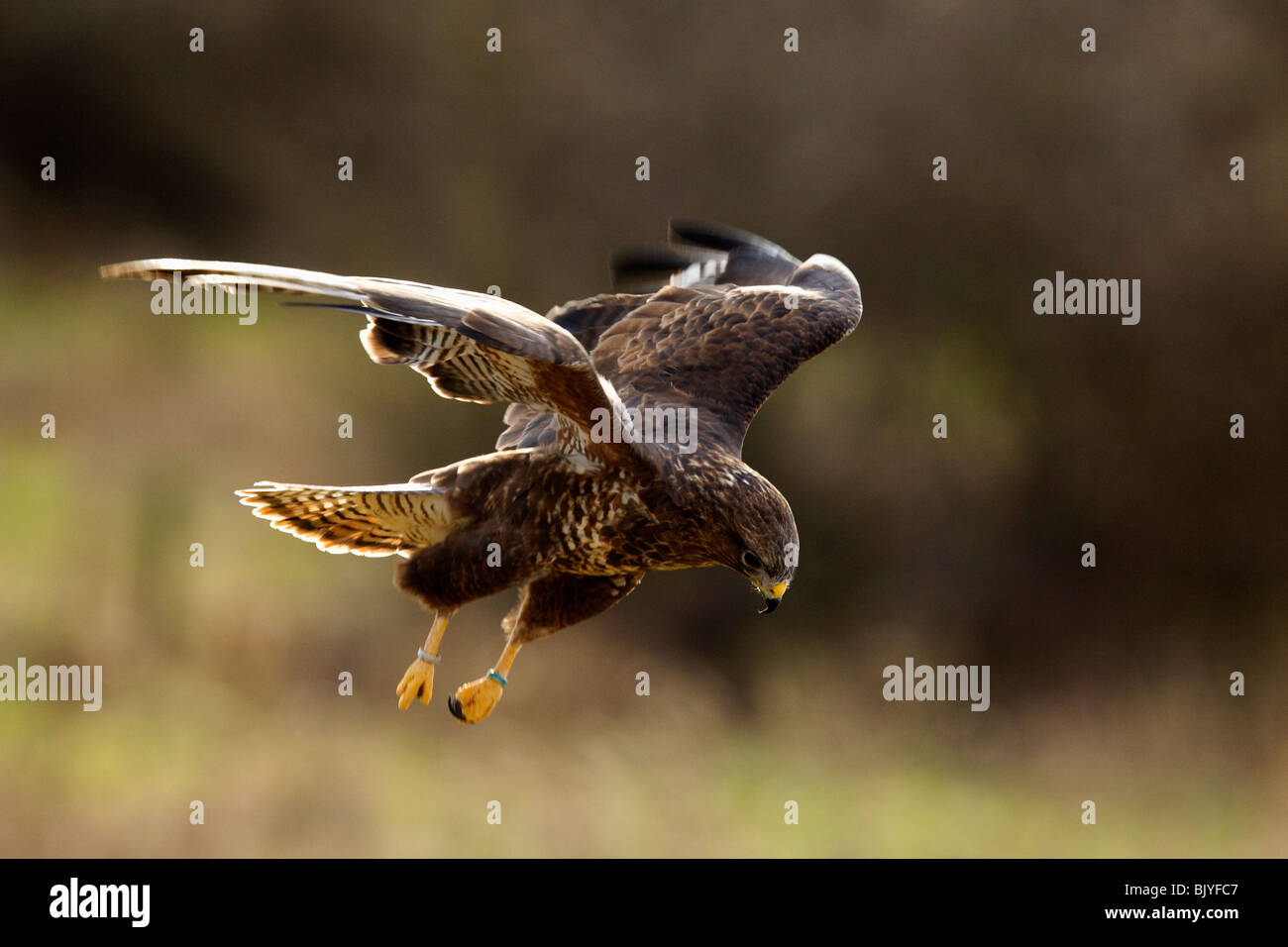 Buzzard flying hi-res stock photography and images - Alamy