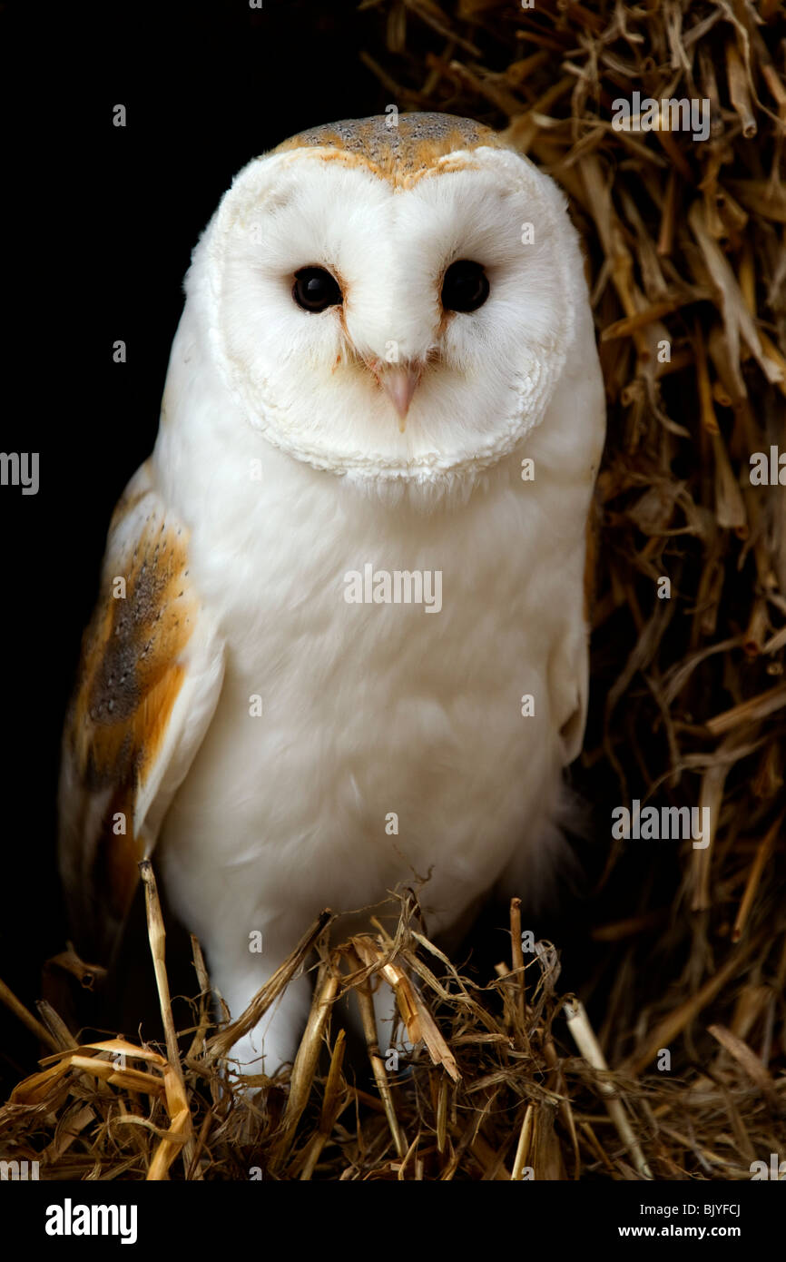 Barn owl resting hi-res stock photography and images - Alamy