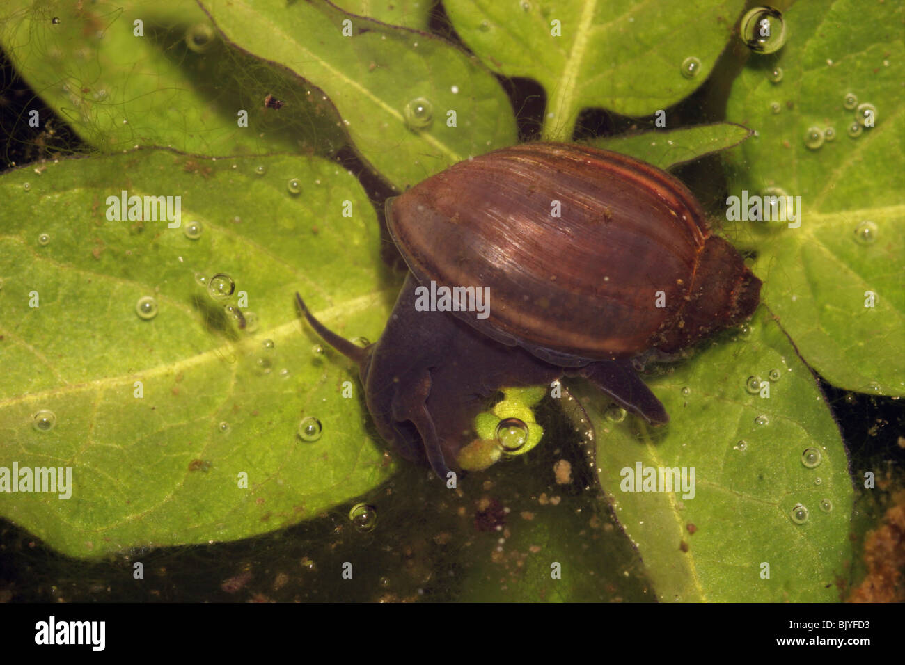 Common Pond Snail High Resolution Stock Photography and Images - Alamy