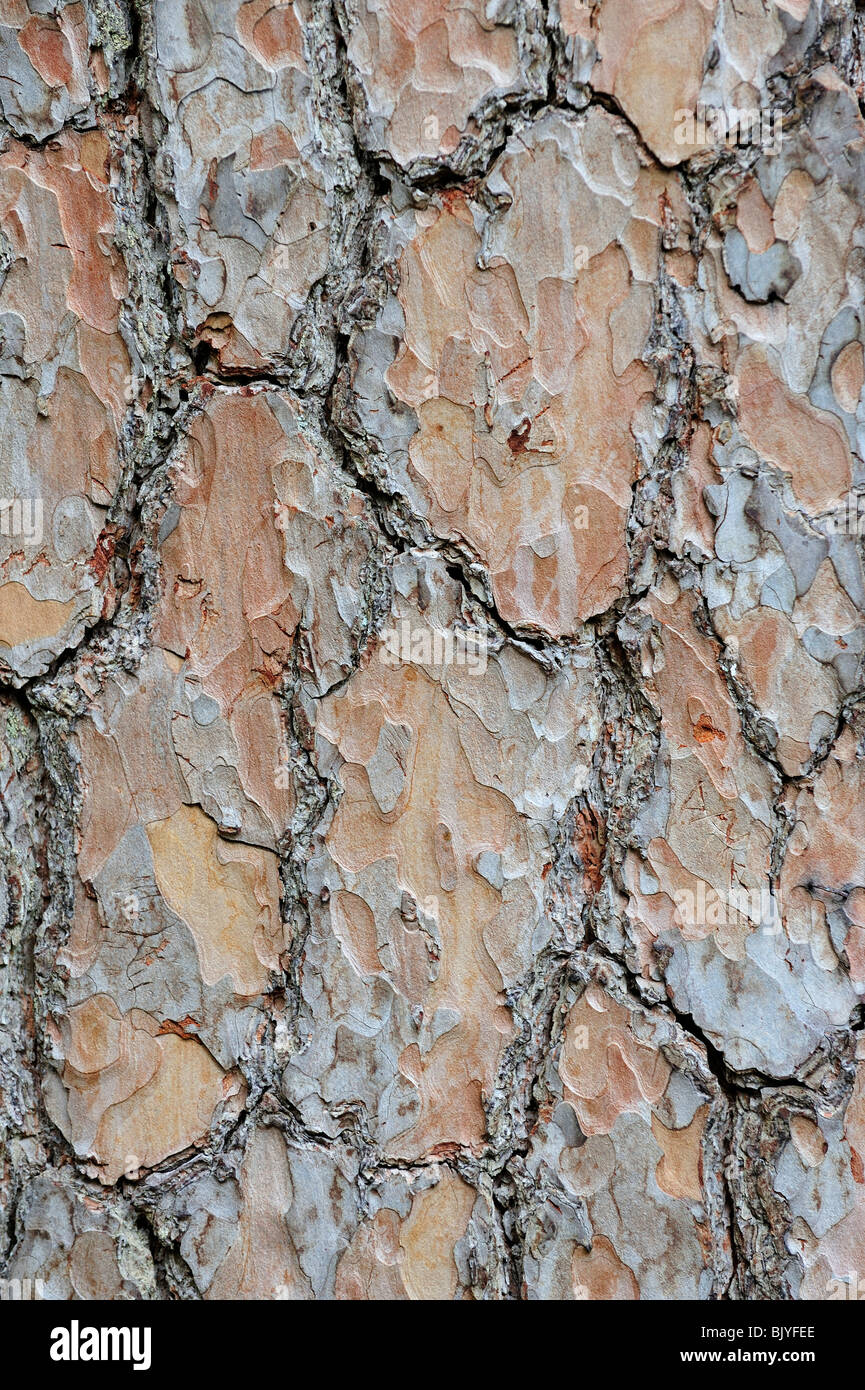 Scots pine bark (Pinus sylvestris) close-up Stock Photo - Alamy