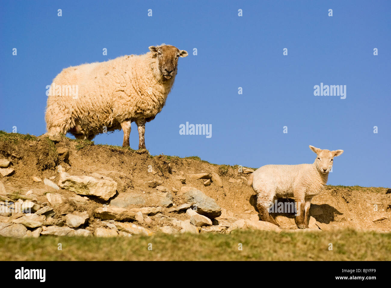 Ewe lamb sheep mother offspring lamb hi-res stock photography and ...