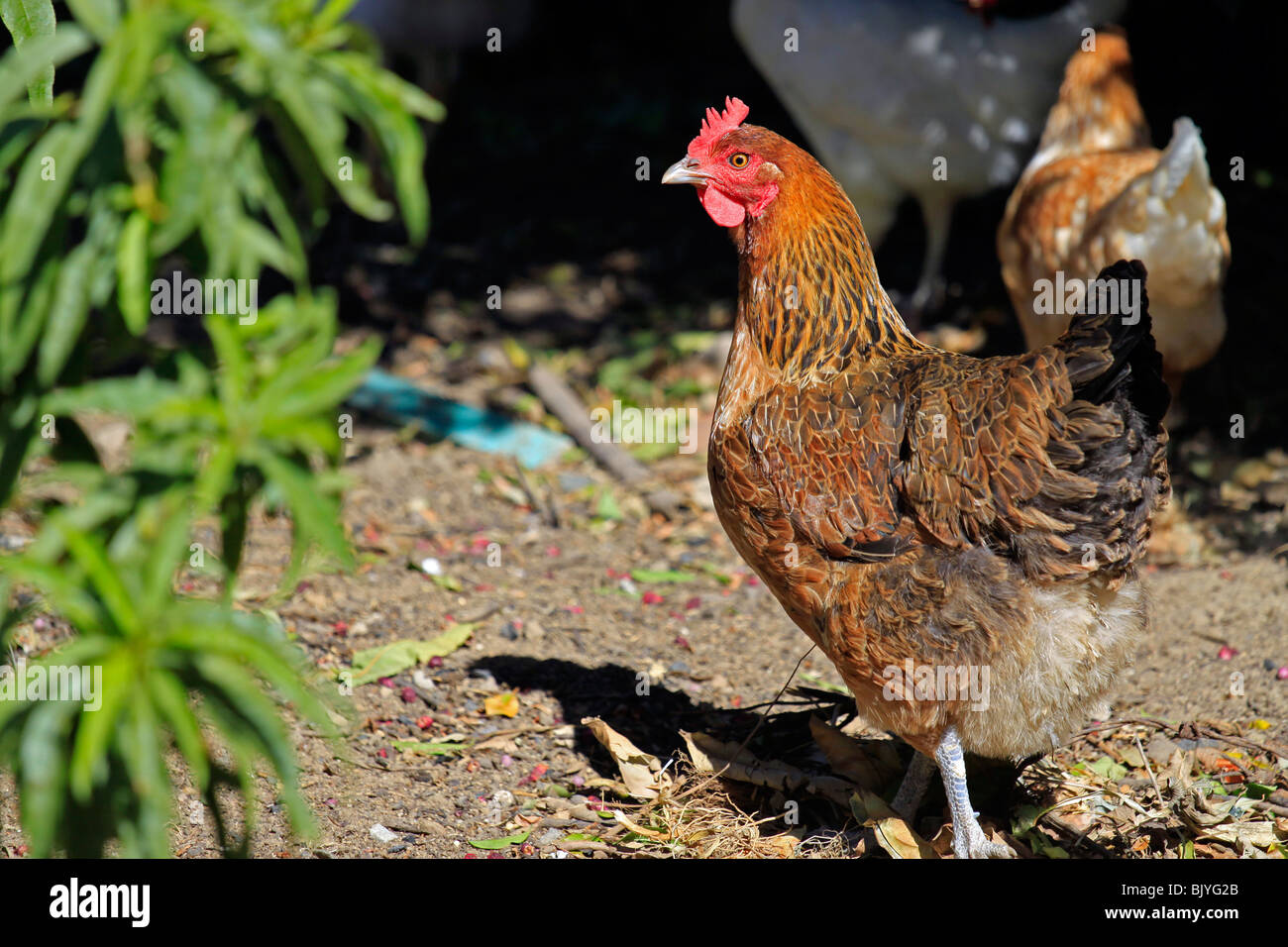 Cockerel comb hi-res stock photography and images - Alamy