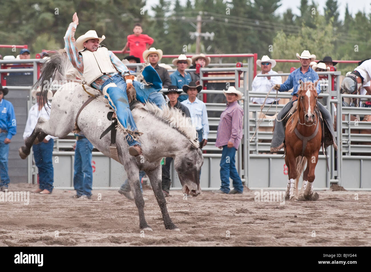 Cowboy bareback bronc riding, T'suu Tina rodeo, Bragg Creek, Alberta ...