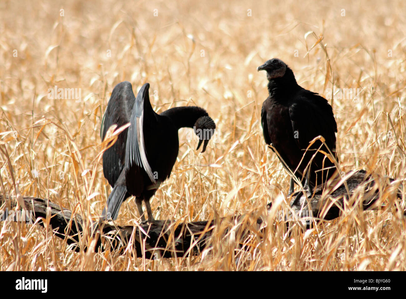 One Black Vulture displaying to another on a log in Florida USA Stock ...