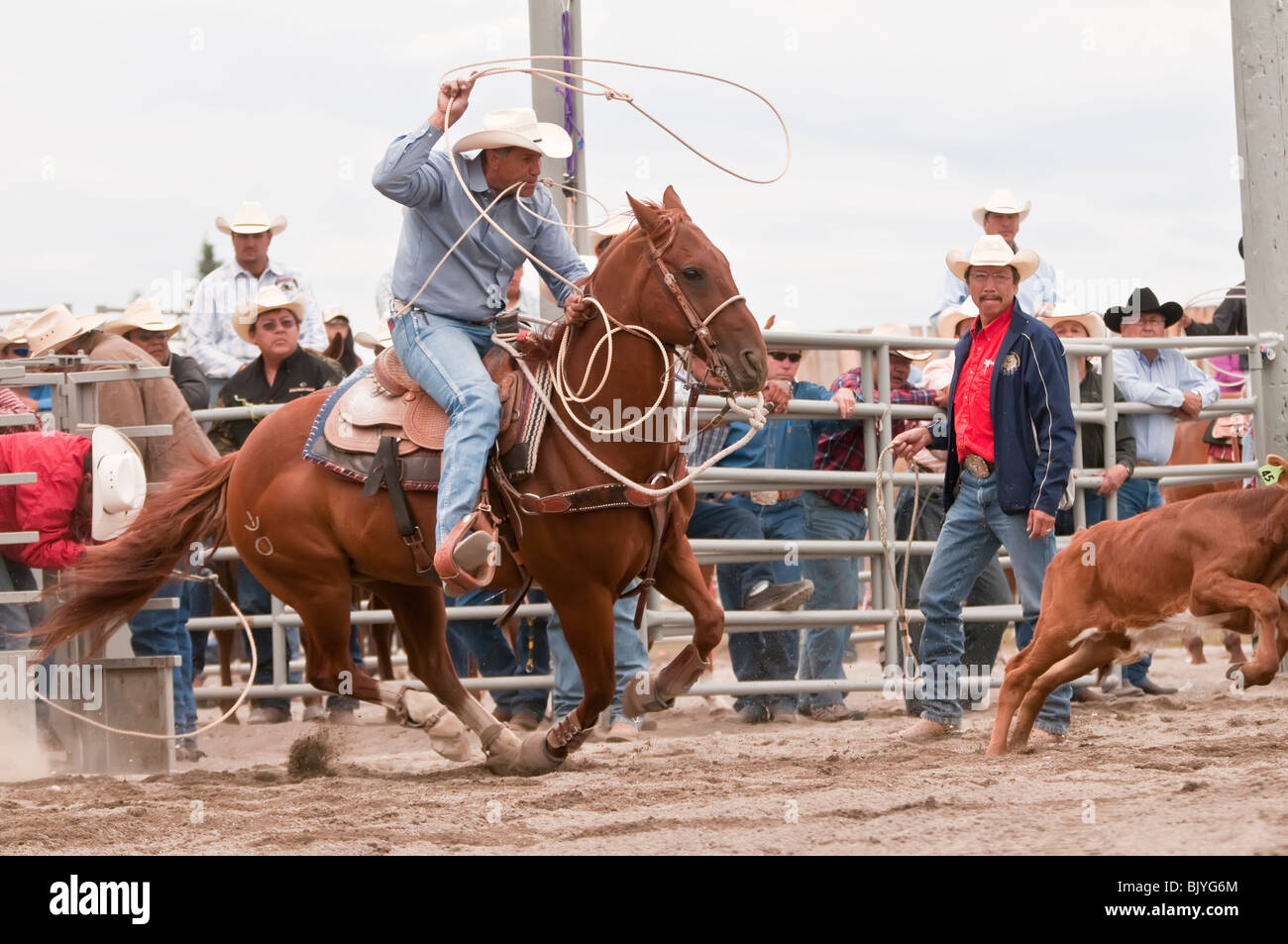 Calf roping at the T'suu Tina rodeo, Bragg Creek, Alberta, Canada Stock ...