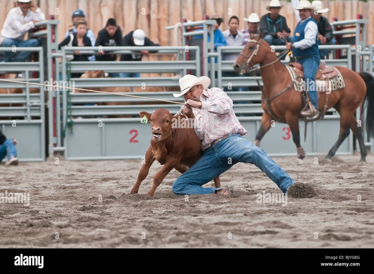 Cowboy, calf roping, T'suu Tina rodeo, Bragg Creek, Alberta, Canada ...