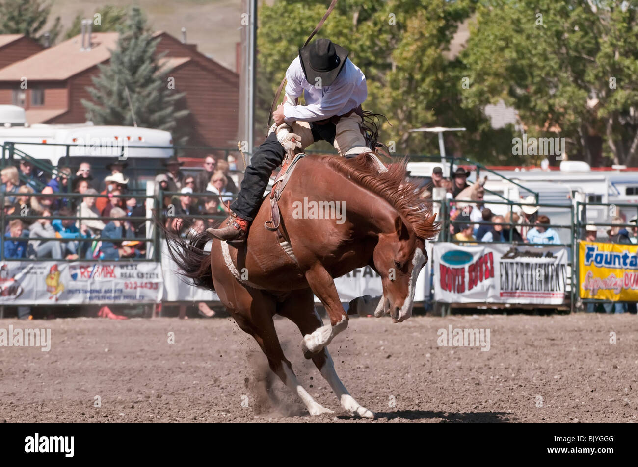 Cowboy, bareback bronc riding, Cochrane Rodeo, Cochrane, Alberta ...