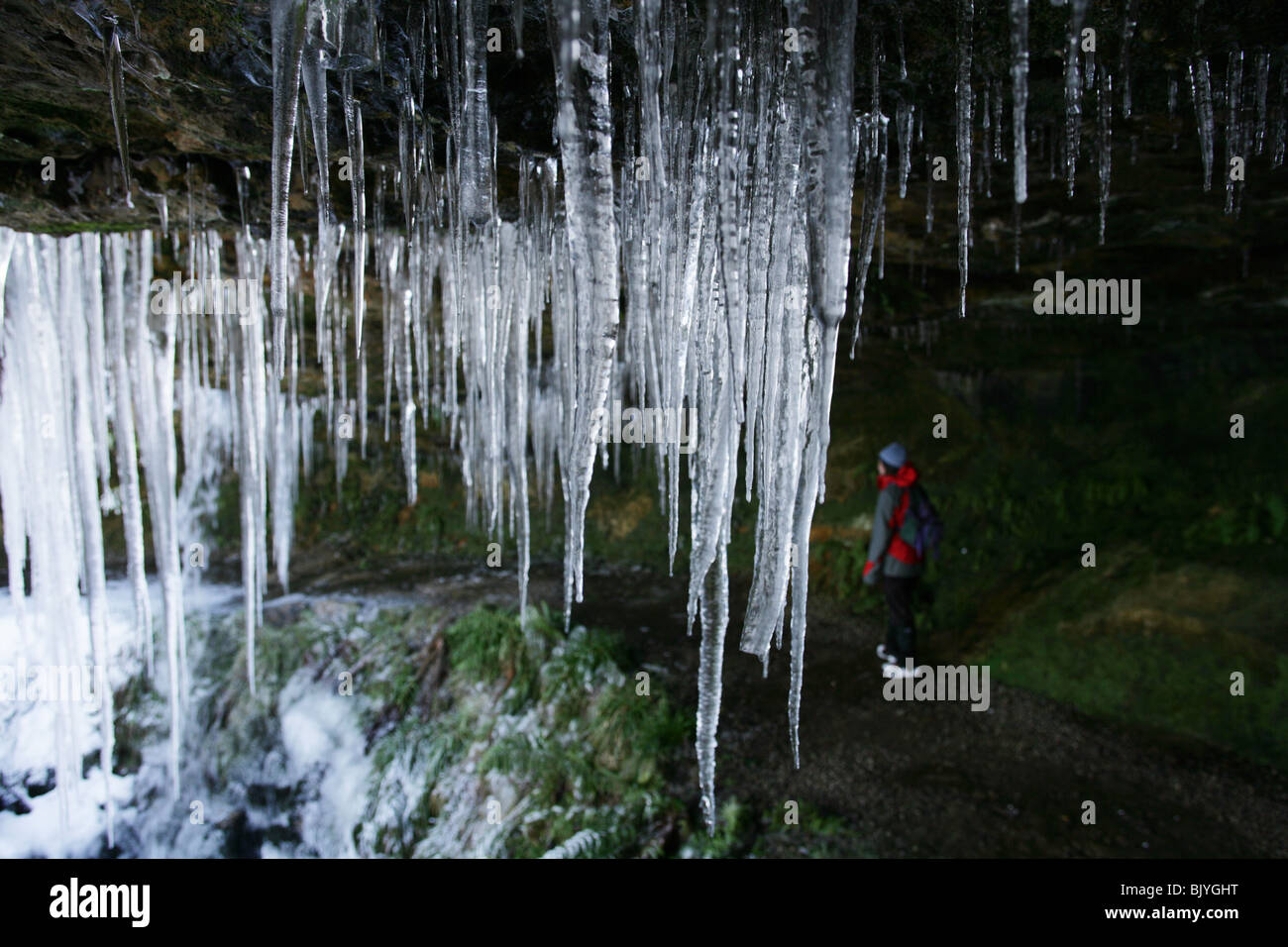 Icicles at Maspie Den Falkland Fife Stock Photo - Alamy