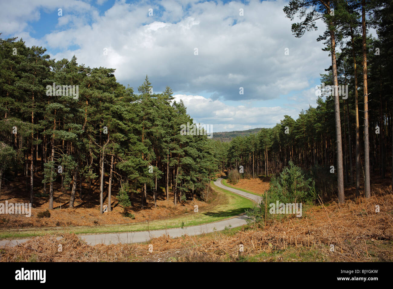 Bourne Woods near Farnham, Surrey, England, UK Stock Photo - Alamy