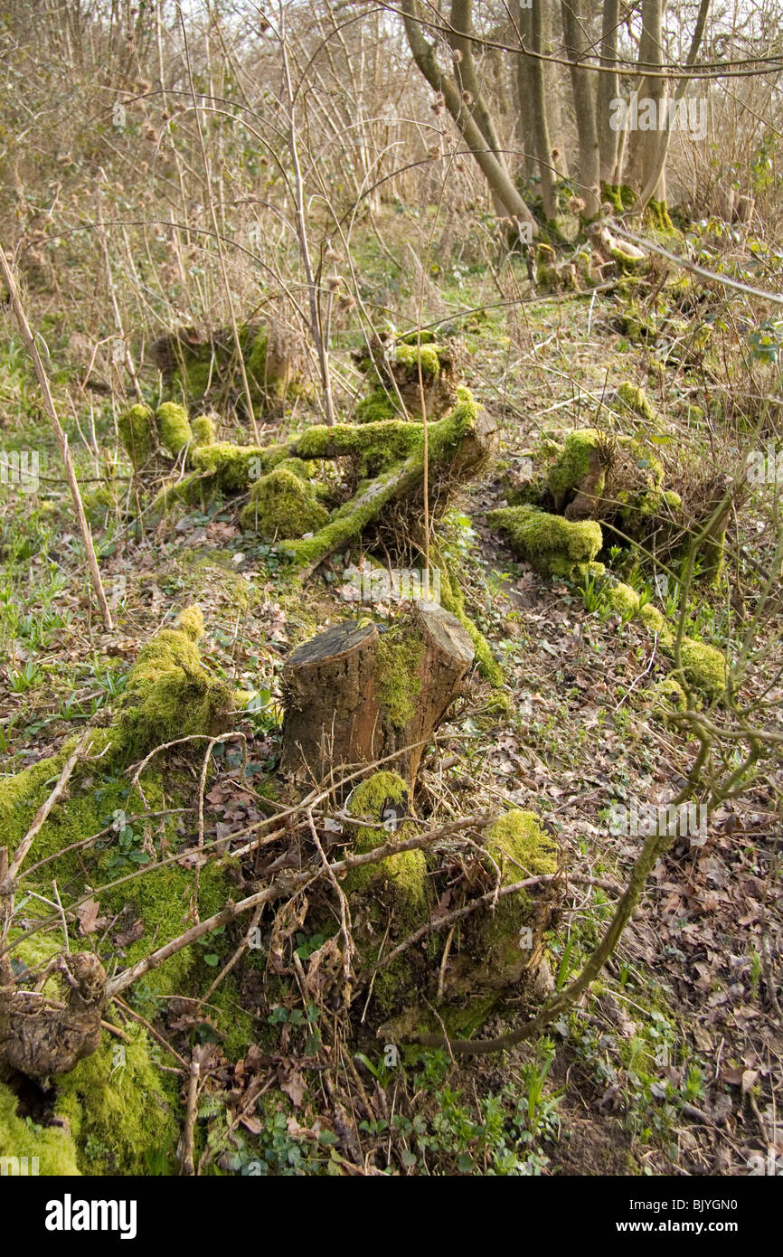 mossy tree stumps in English woodland Stock Photo - Alamy