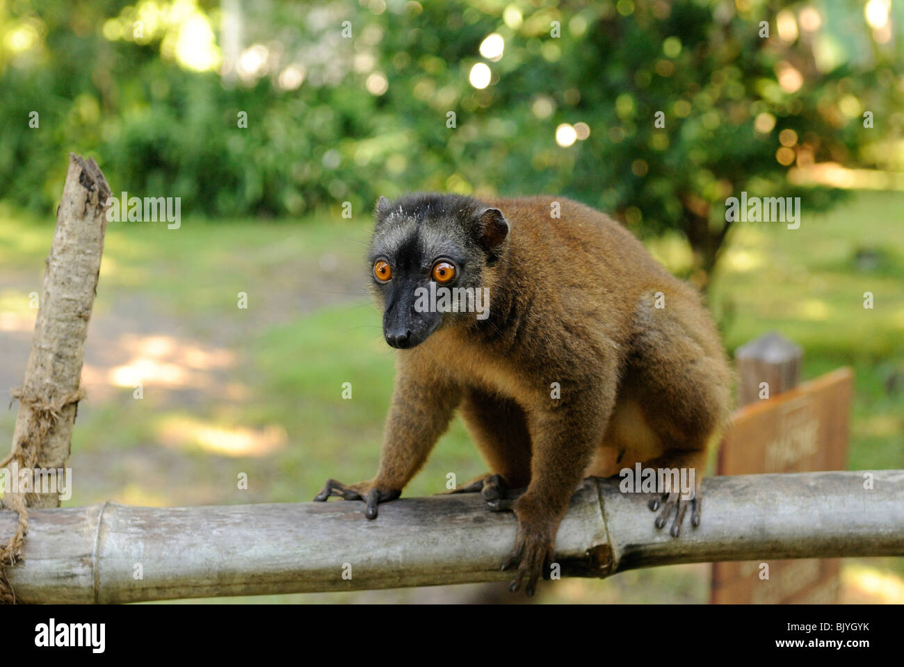 Mayotte wildlife hi-res stock photography and images - Alamy