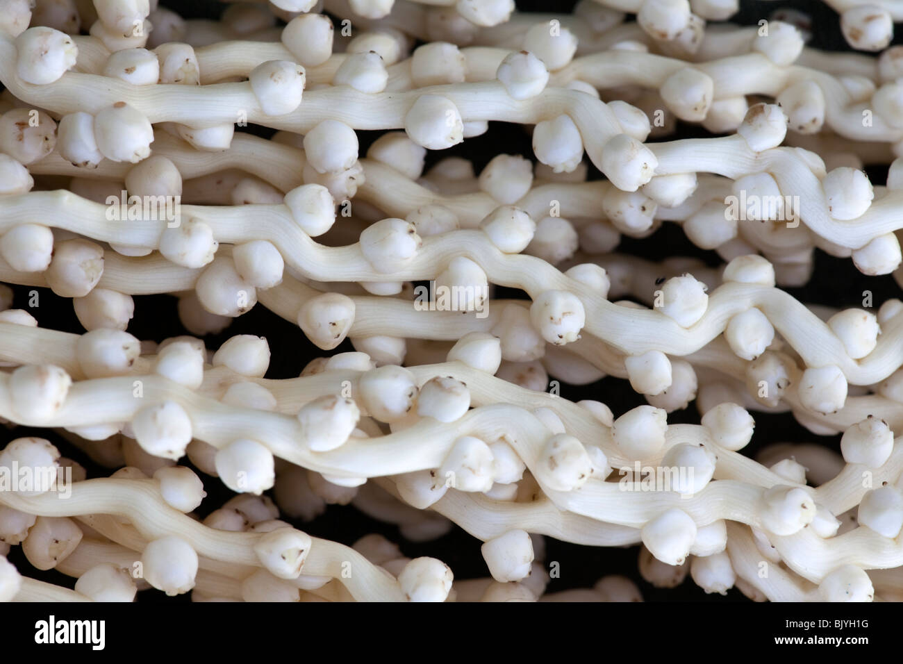 Female flowers of Date Palm 'Phoenix dactylifera' Stock Photo - Alamy
