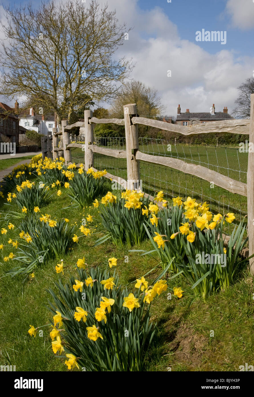 Spring sky daffodils road hi-res stock photography and images - Alamy