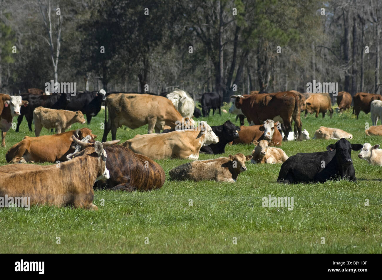 herd of multi colored cows in pasture rural North Florida Stock Photo ...