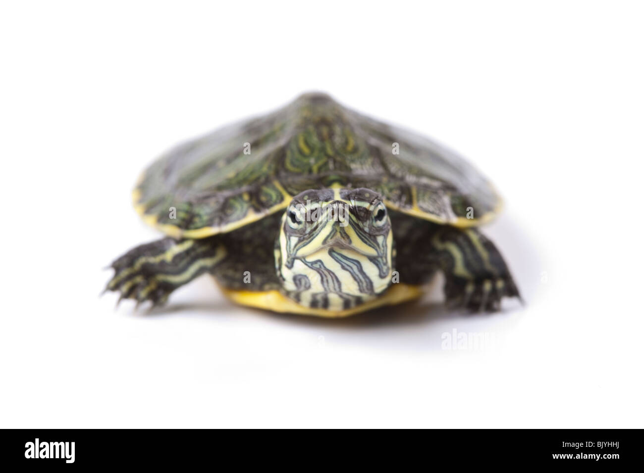 A photo of a turtle on a white background Stock Photo - Alamy