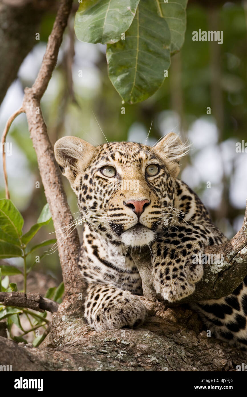 Leopard in a tree hi-res stock photography and images - Alamy