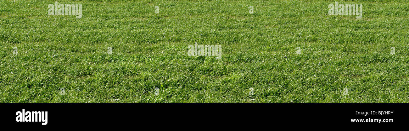 A plain field of grass close up Stock Photo - Alamy