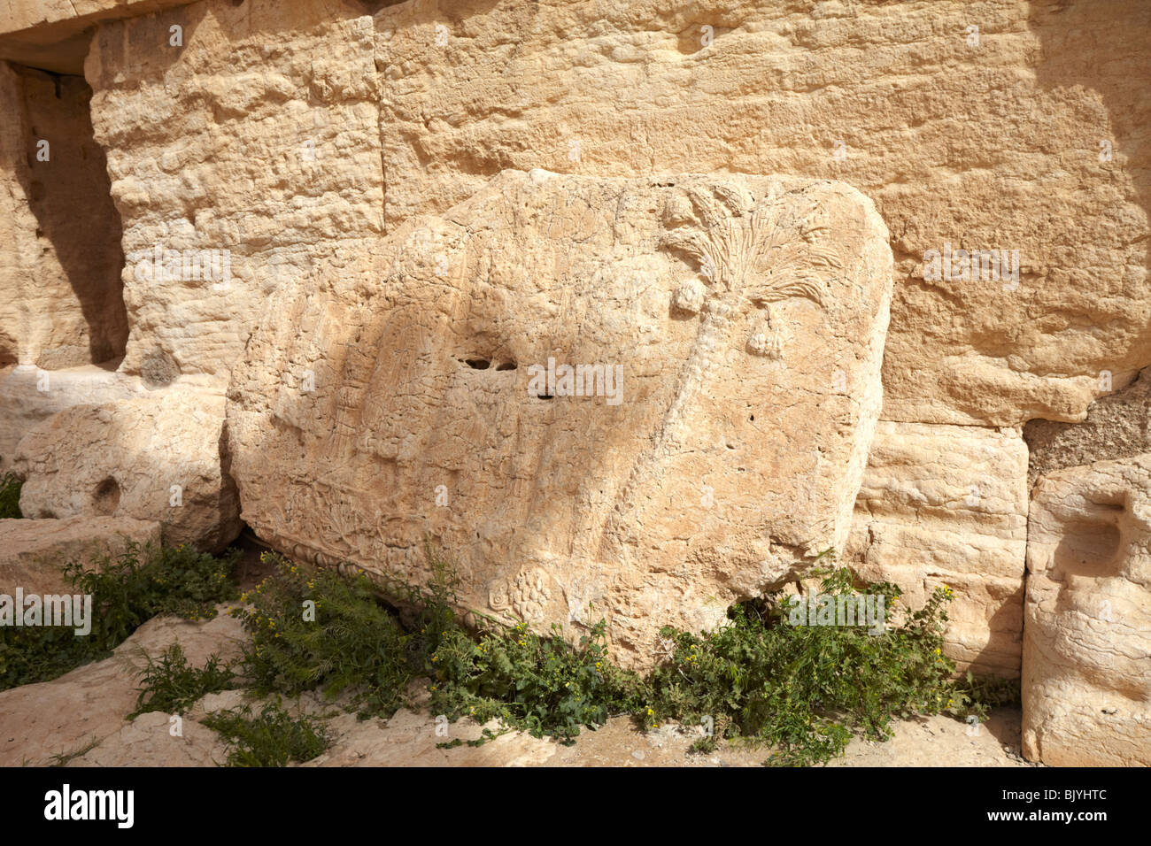 Palmyra syria palm tree hi-res stock photography and images - Alamy
