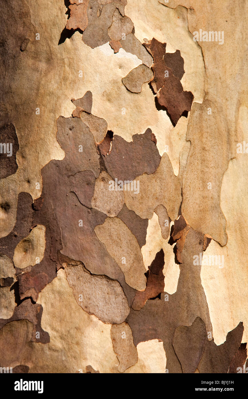 Eucalyptus tree ooty india hi-res stock photography and images - Alamy