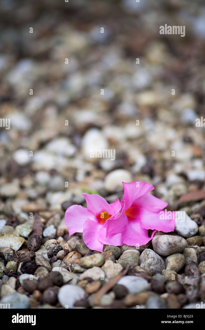 Pebbles and rocks hi-res stock photography and images - Alamy