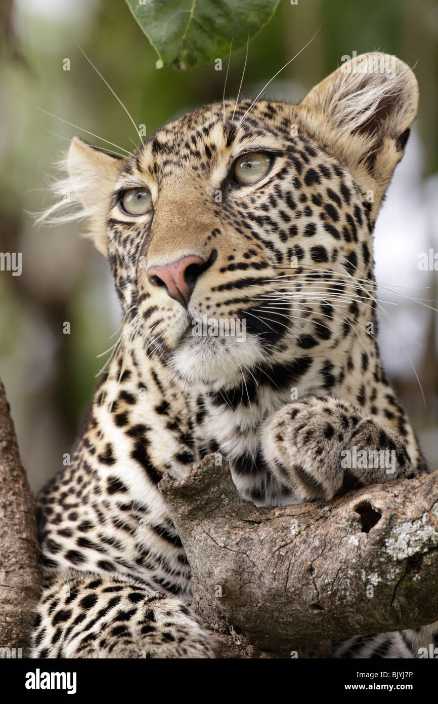 Gazing at tree hi-res stock photography and images - Alamy