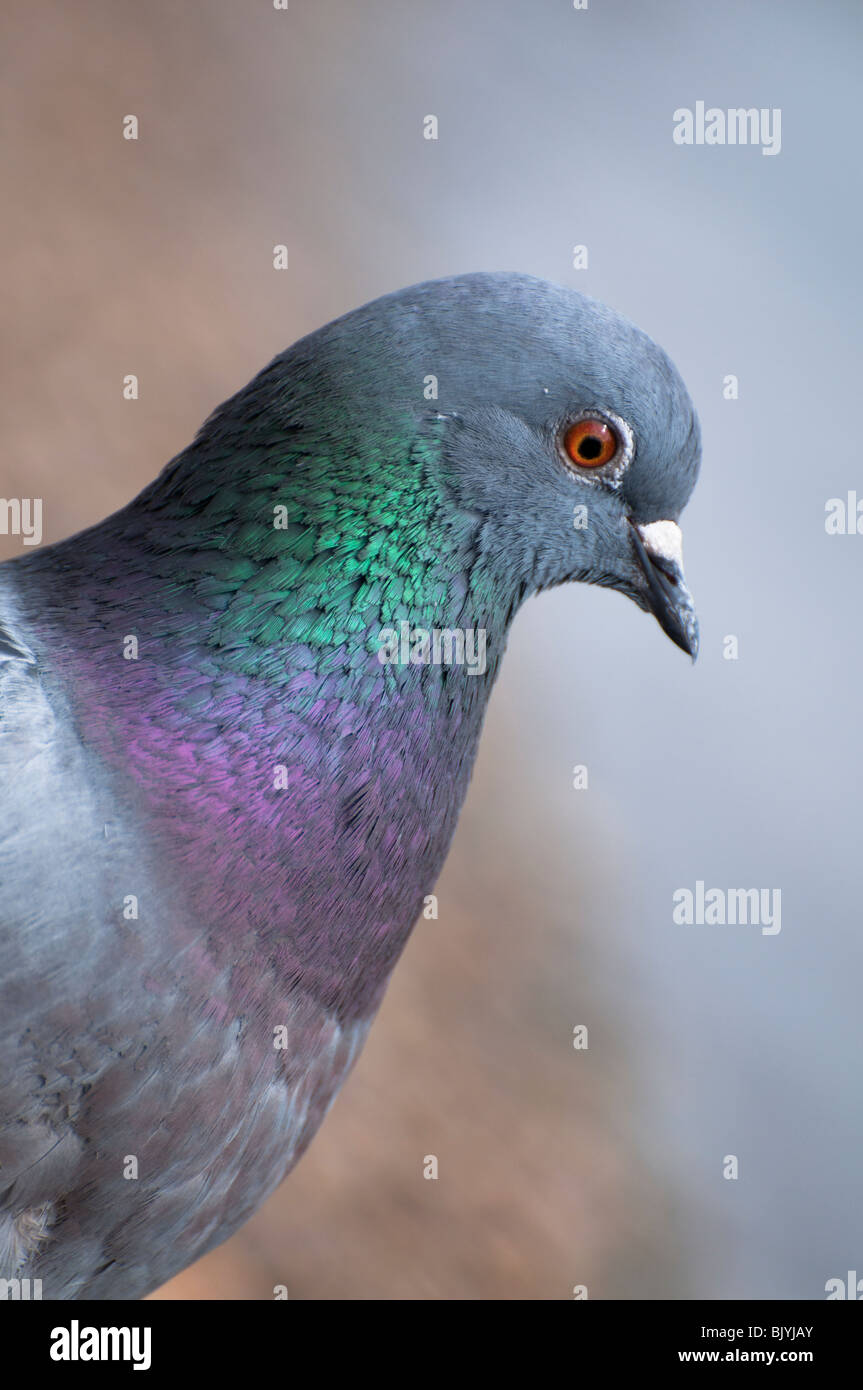 Homing pigeon hi-res stock photography and images - Alamy
