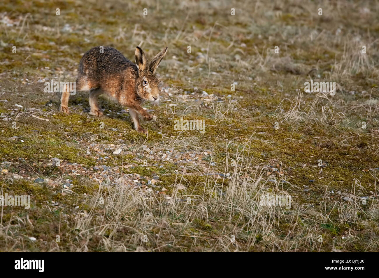 Hare running fast hi-res stock photography and images - Alamy