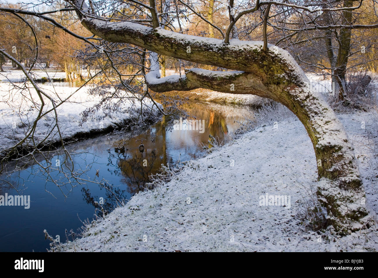 Alder wood with snow hi-res stock photography and images - Alamy