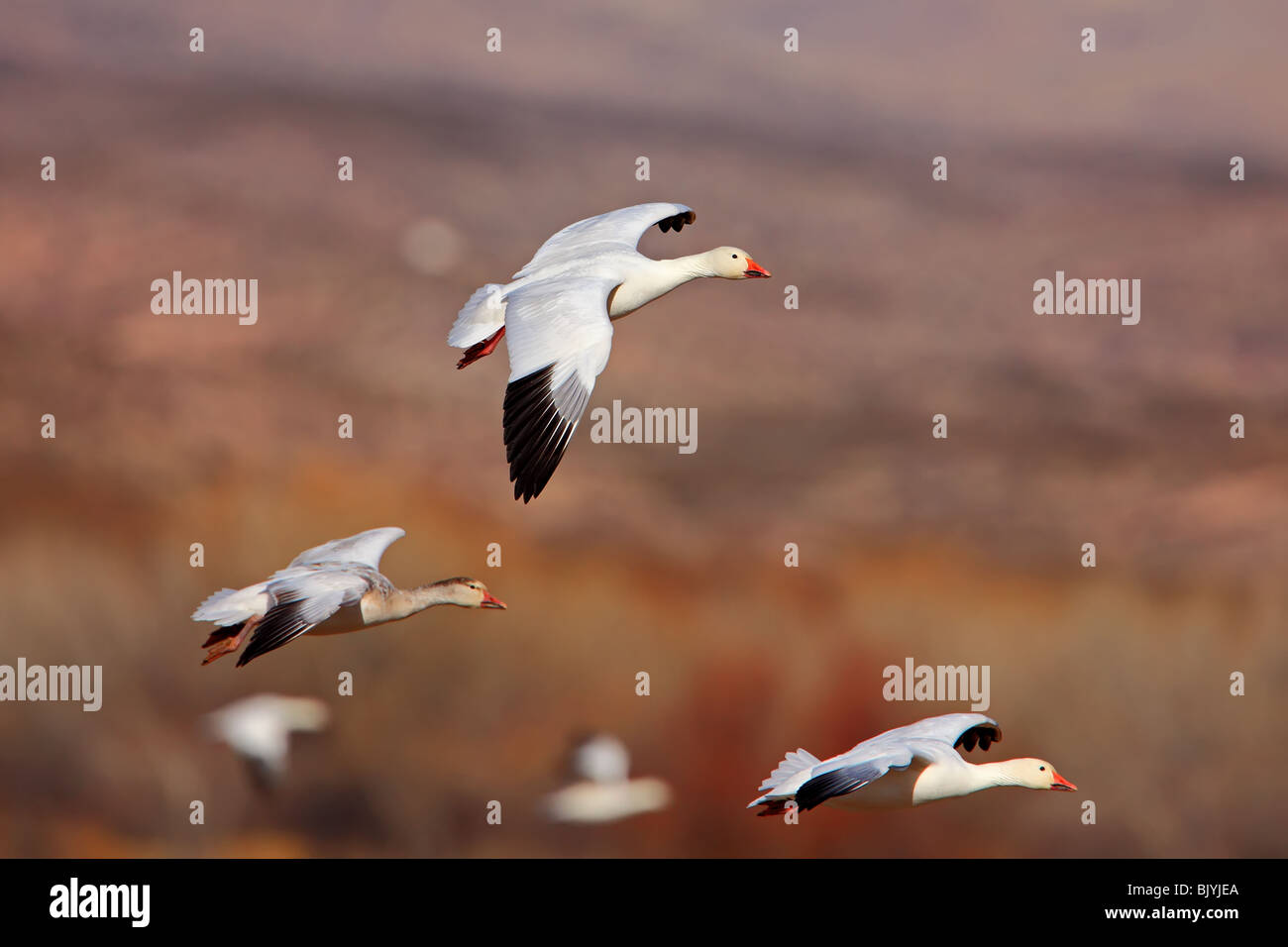 Snow Geese in flight Stock Photo - Alamy