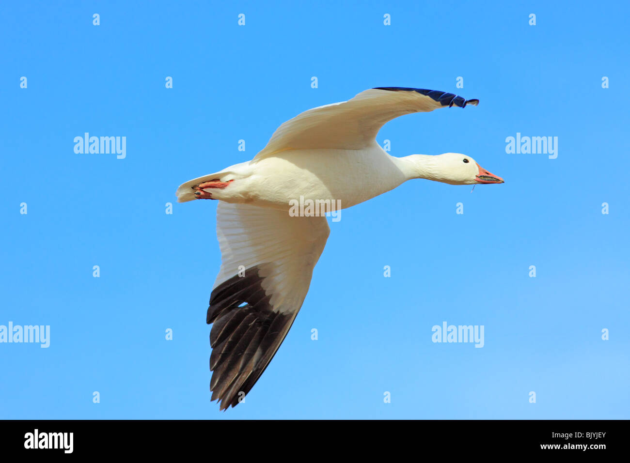 Snow goose blue geese hi-res stock photography and images - Alamy