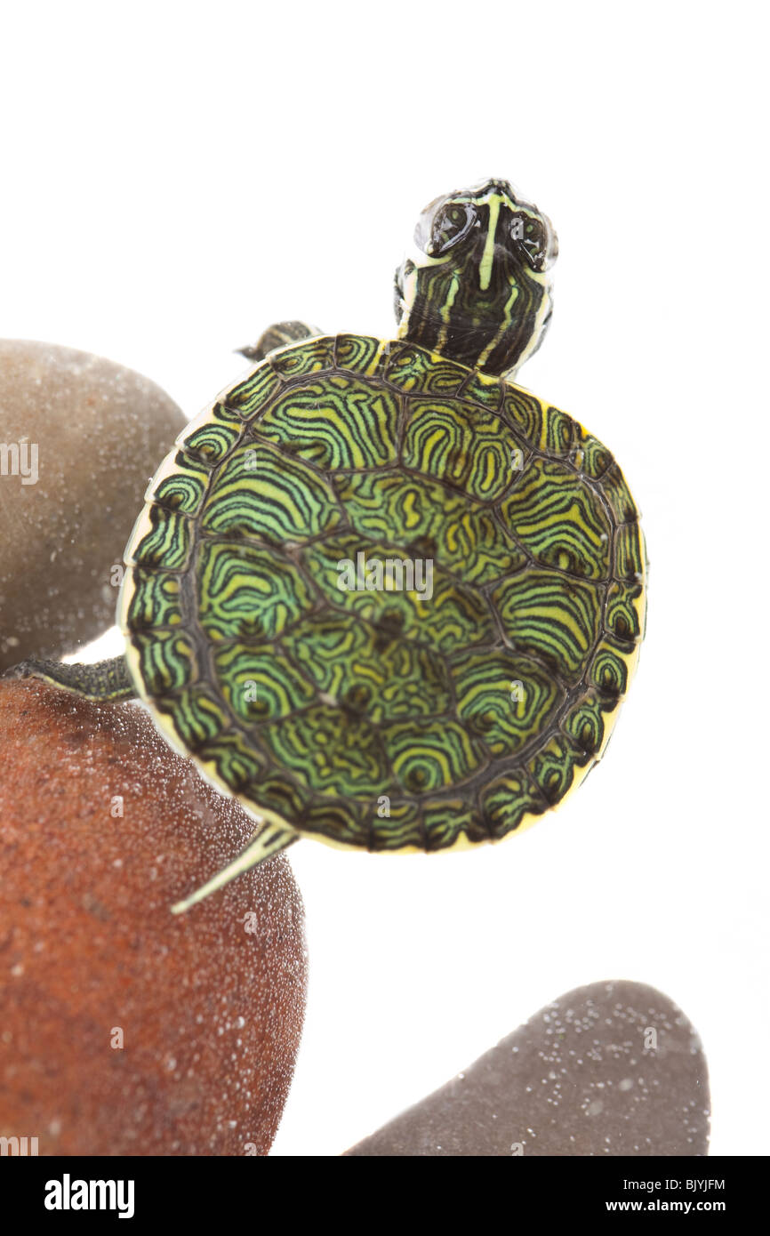 A photo of a turtle on a white background Stock Photo - Alamy