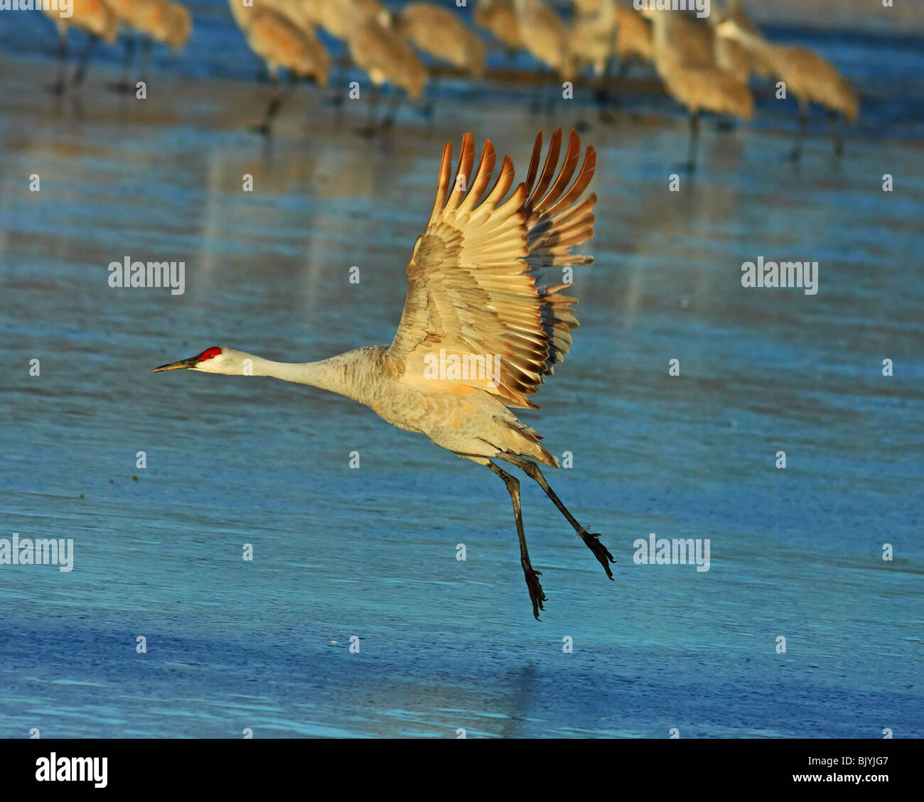 Sandhill crane in flight Stock Photo - Alamy