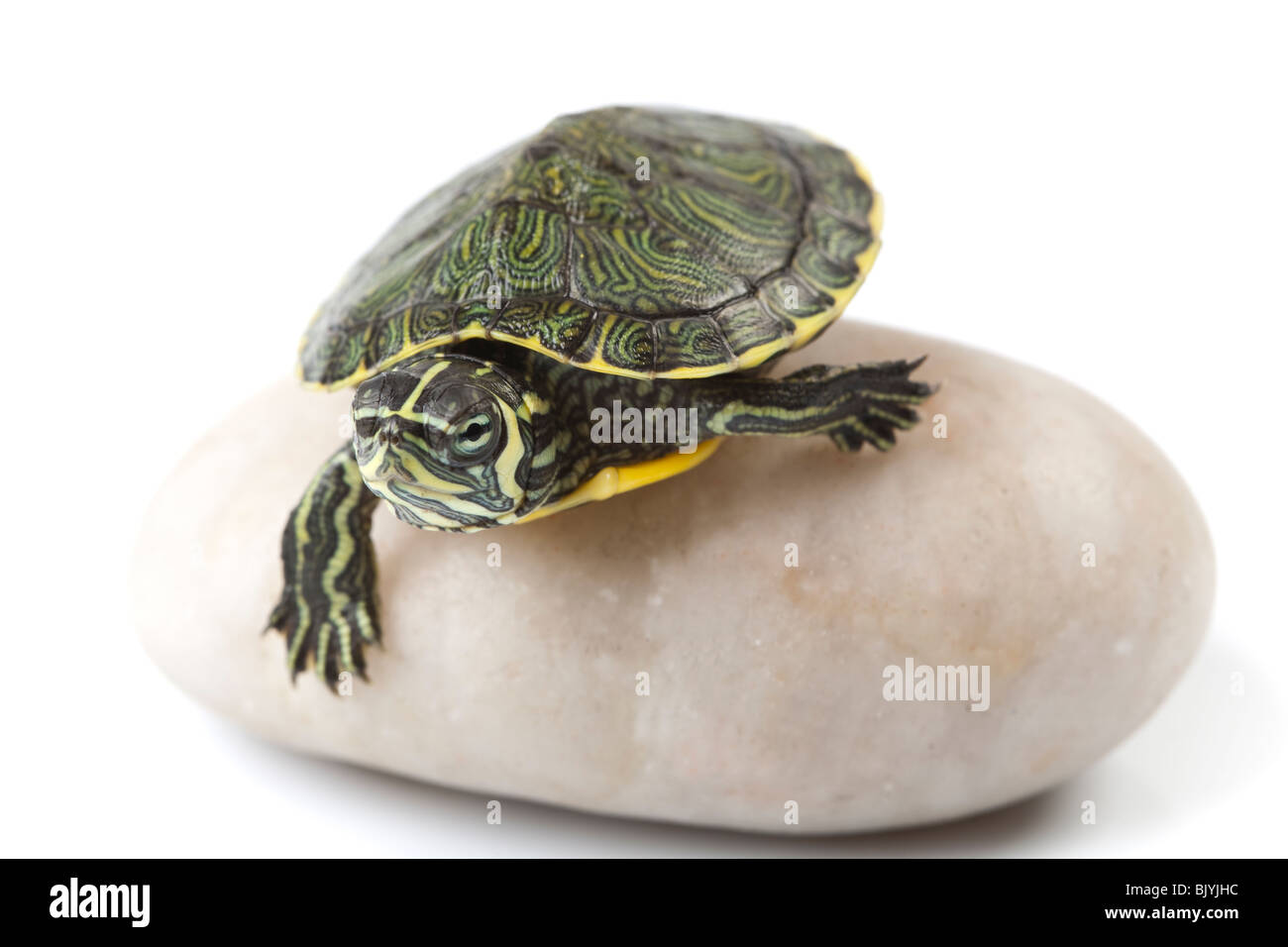 Turtle cute photo hi-res stock photography and images - Alamy