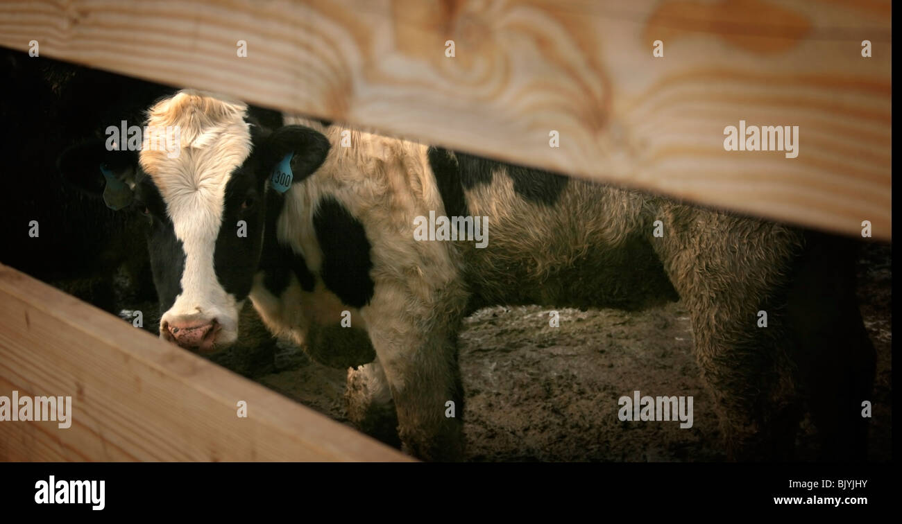 Cow Standing In Mud High Resolution Stock Photography and Images - Alamy