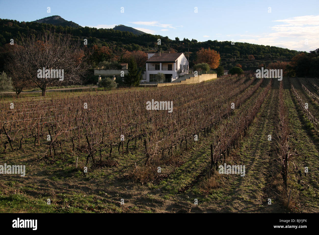 A vineyard in the winter in Provence, France Stock Photo - Alamy