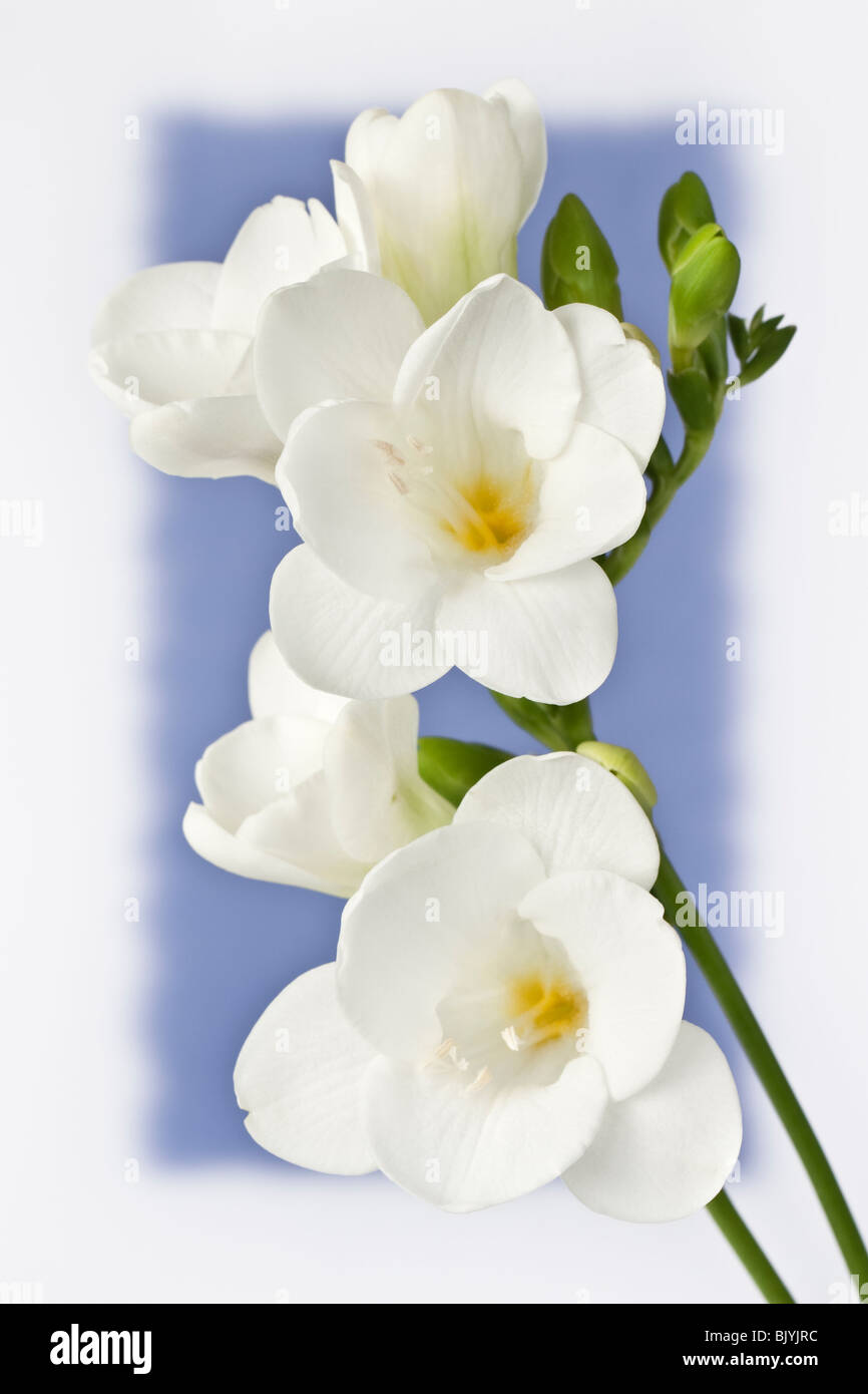 Freesia Flower High Resolution Stock Photography and Images - Alamy