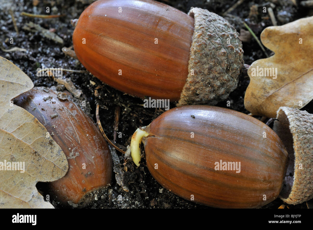 English oak tree (Quercus robur) acorns shoot / germinate on forest ...