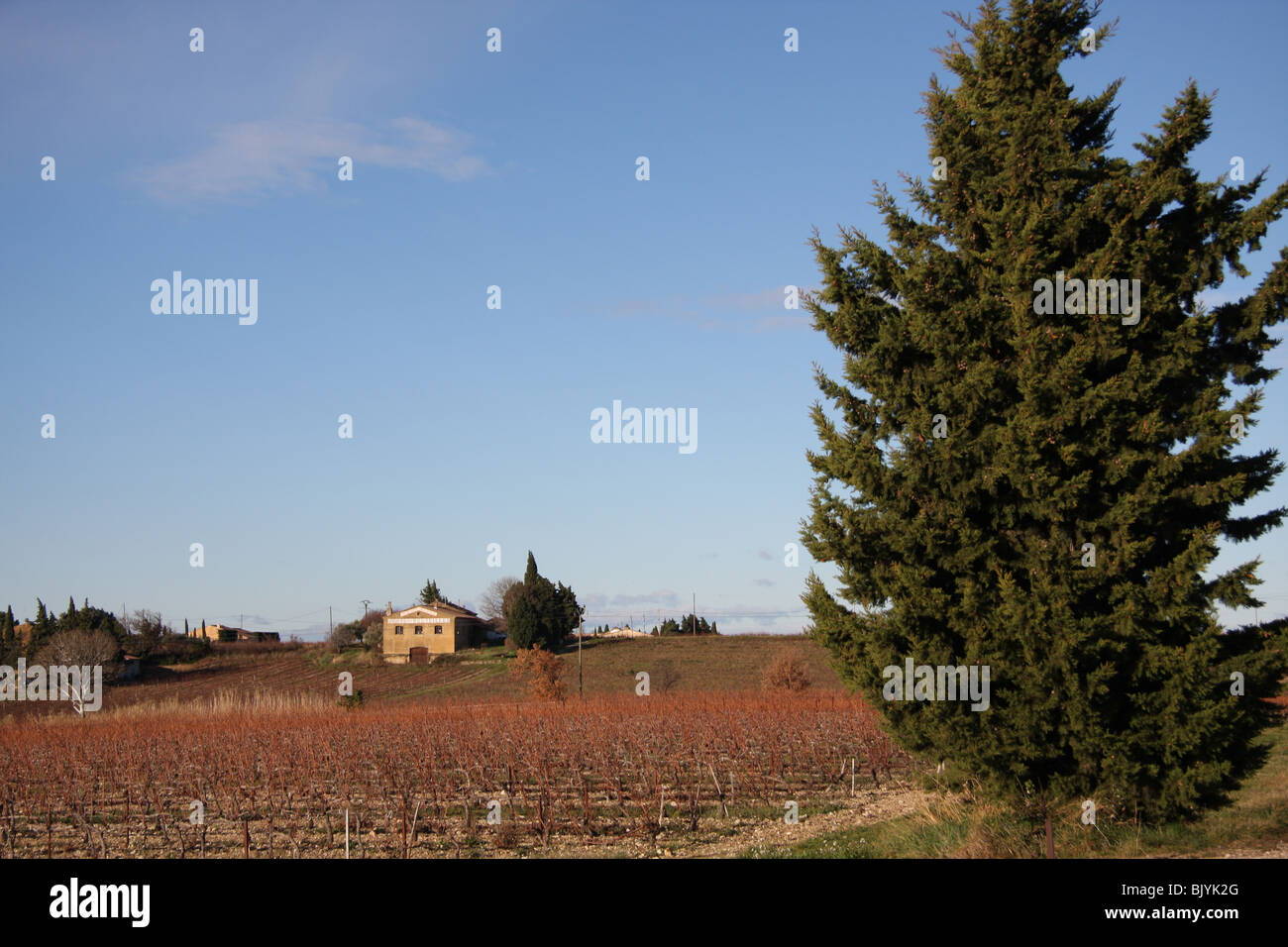 A vineyard in the winter in Provence, France Stock Photo - Alamy
