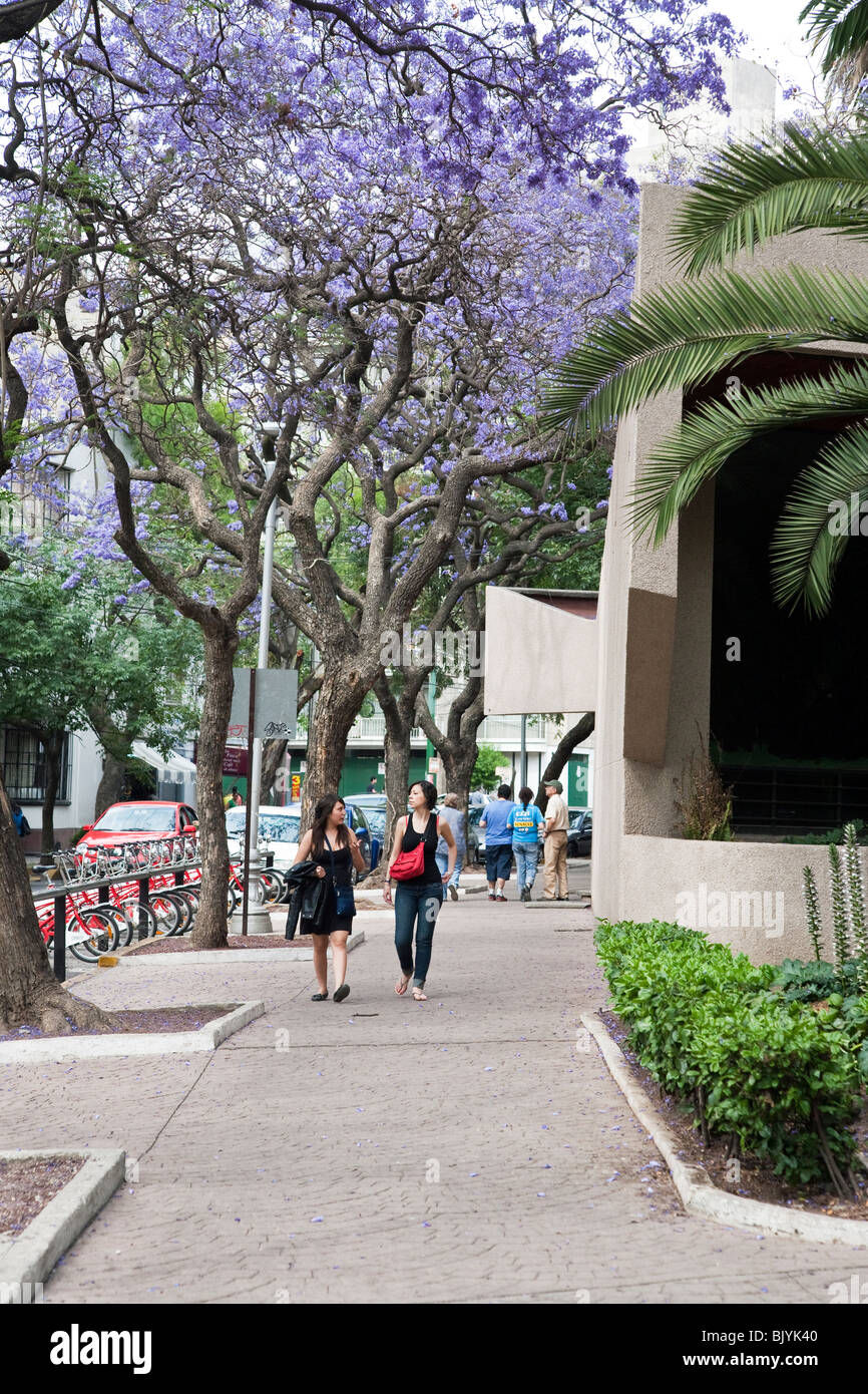 Jacaranda trees mexico city hi-res stock photography and images - Alamy