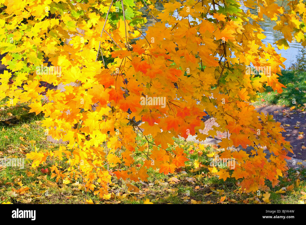 Golden tree foliage in autumn city park Stock Photo - Alamy