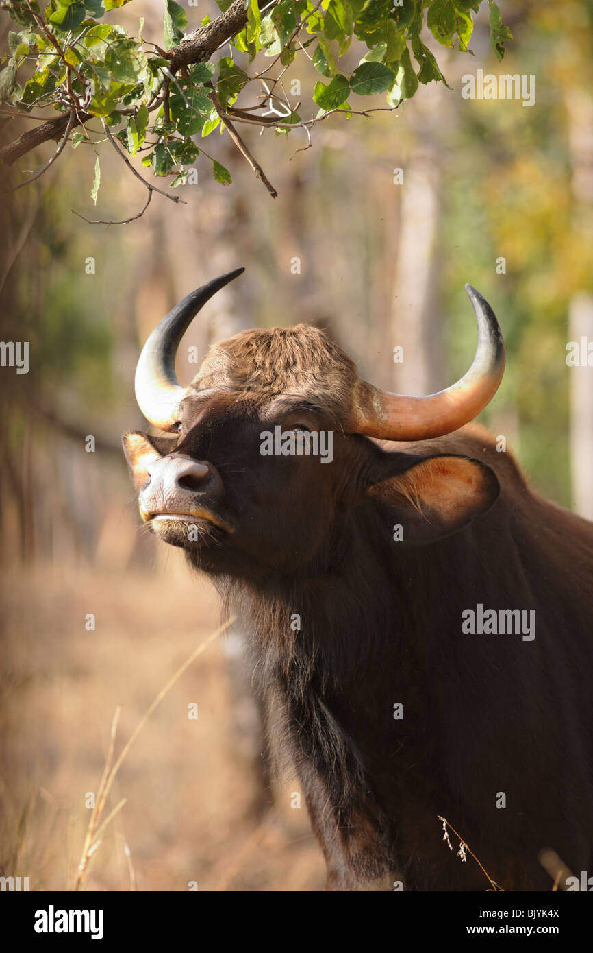 Indian bulls hi-res stock photography and images - Alamy