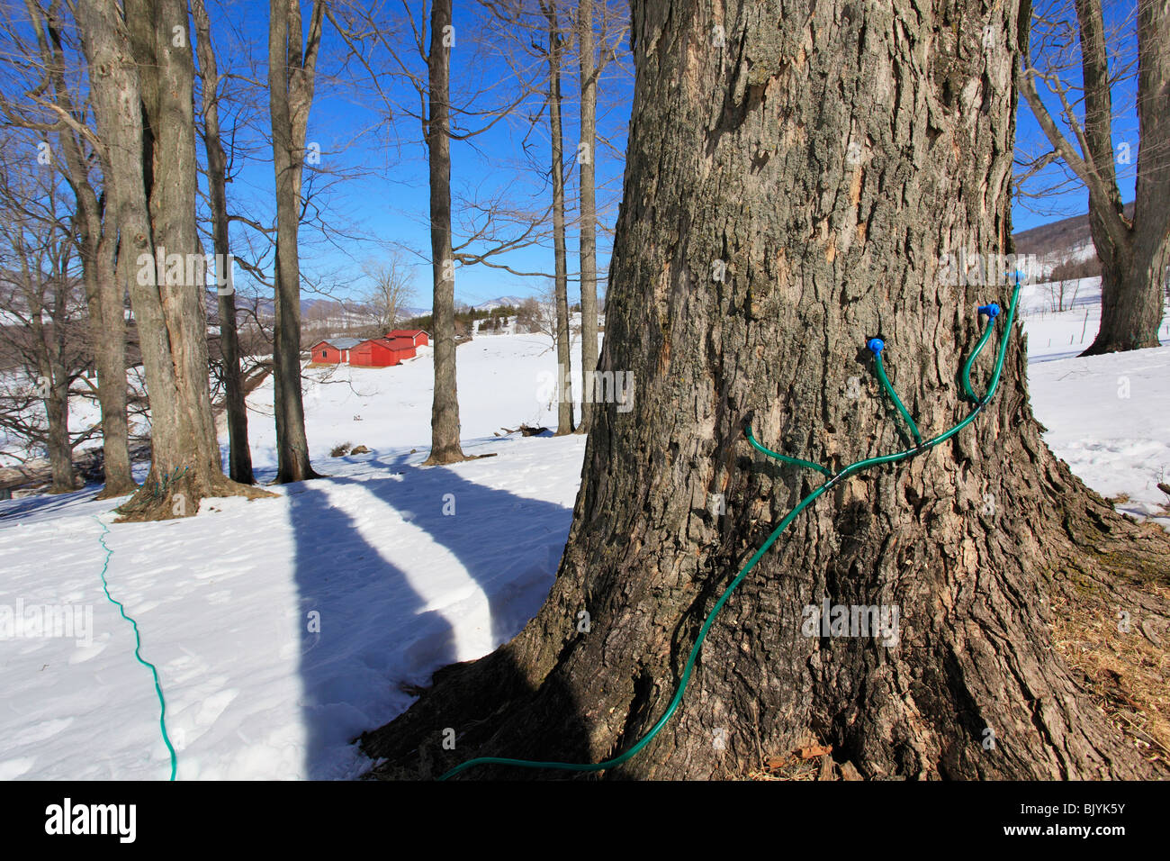 Maple Sugar Tubing, Maple Sugar Farm, Hightown, Virginia Stock Photo ...