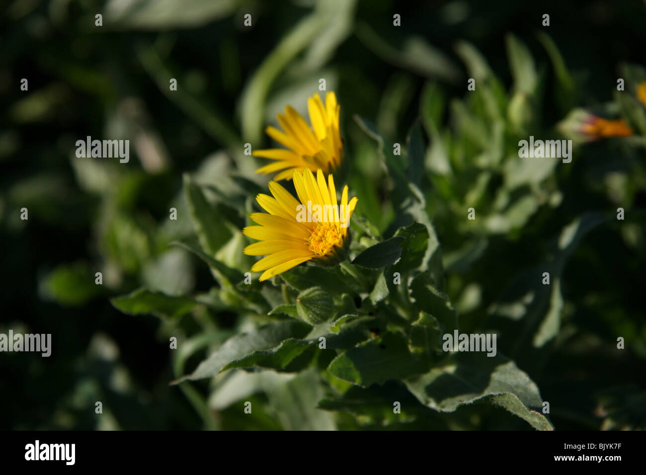 Wild marigold (Calendula officinalis Stock Photo - Alamy