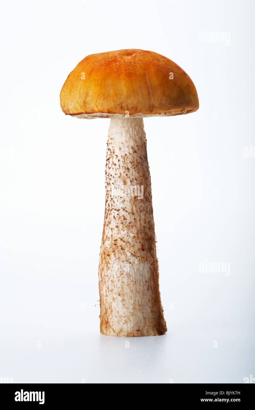 Orange-cap boletus. A closeup picture of one full aspen mushroom ...