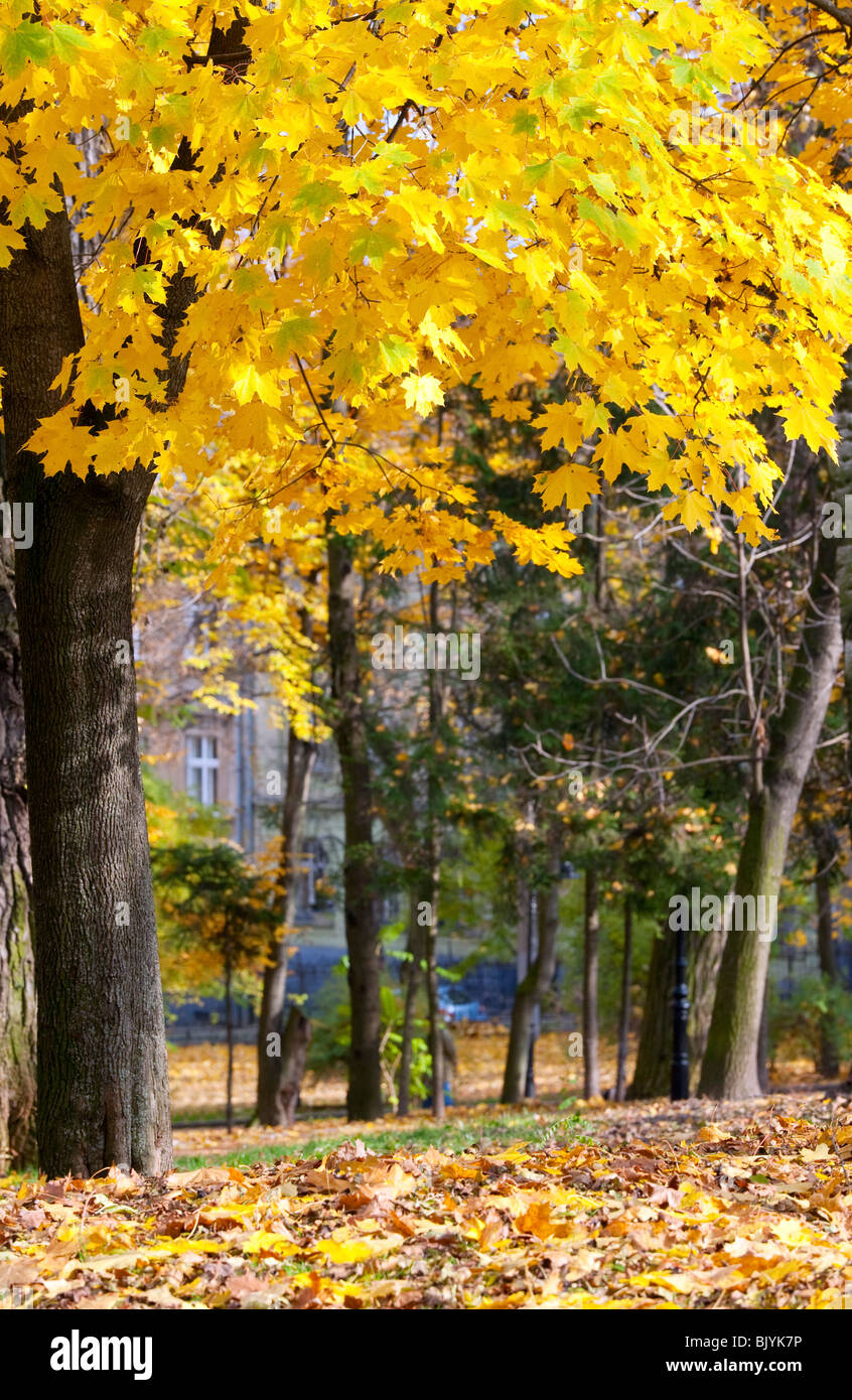 Golden autumn city park (with big yellow maple tree on front Stock ...